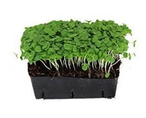 How to Grow Basil Microgreens Successfully | Practical Growing
