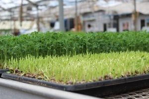 Do Microgreens Regrow After Cutting? | Practical Growing